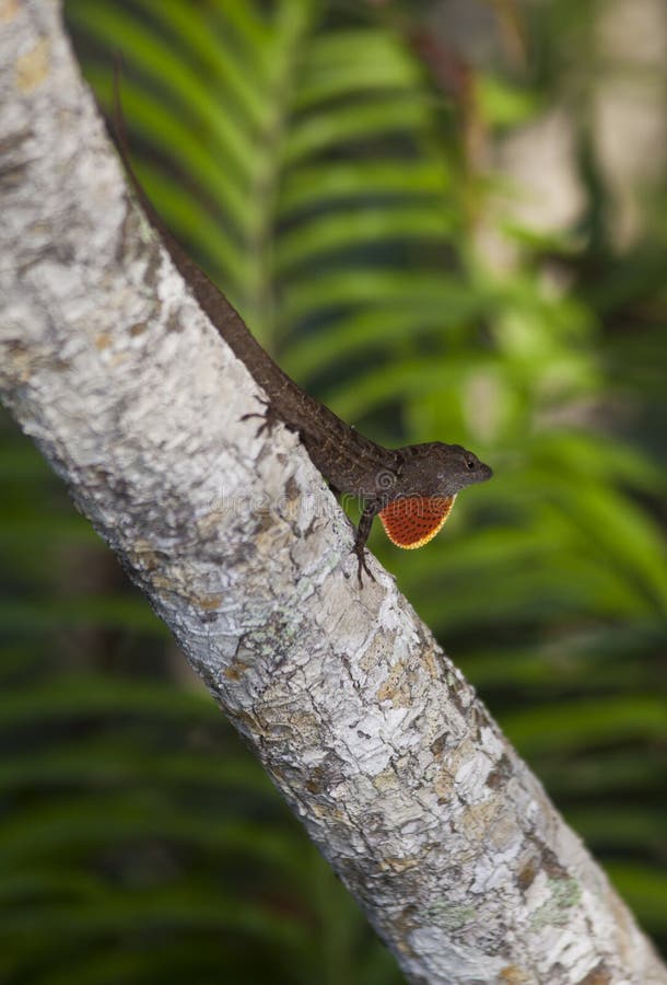 Carolina Anole (Anolis Carolinensis) Stock Photo - Image of anole ...