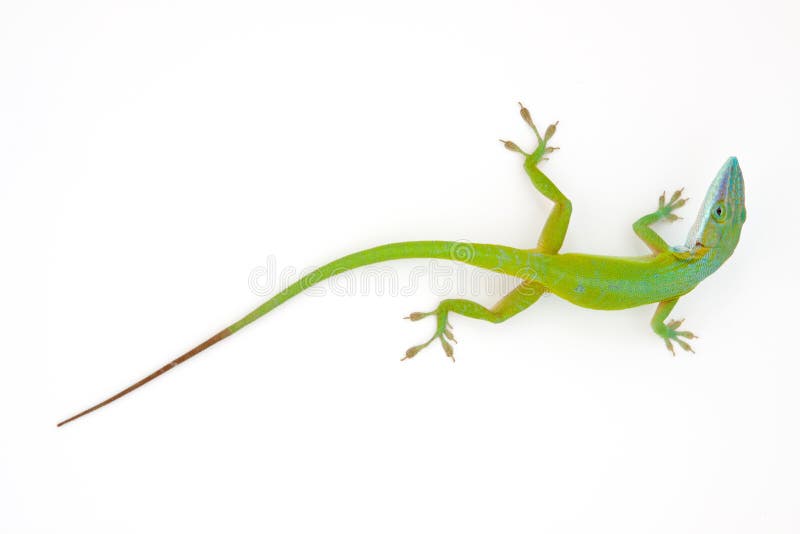 Carolina-anolis (Anolis Carolinensis) Stock Foto - Image of nave ...