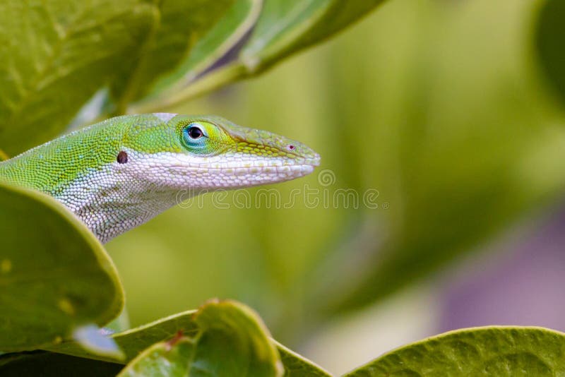 Carolina Anole Lizard stock photo. Image of anolis, lizard - 90530650