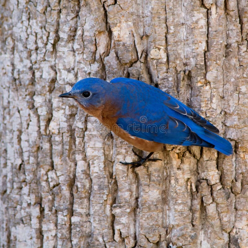Carolina Bluebird on a Tree. Stock Photo - Image of bluebird, carolina ...