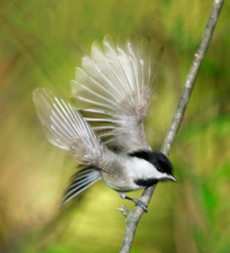 Carolina chickadee stock image. Image of motion, feathers - 18550557