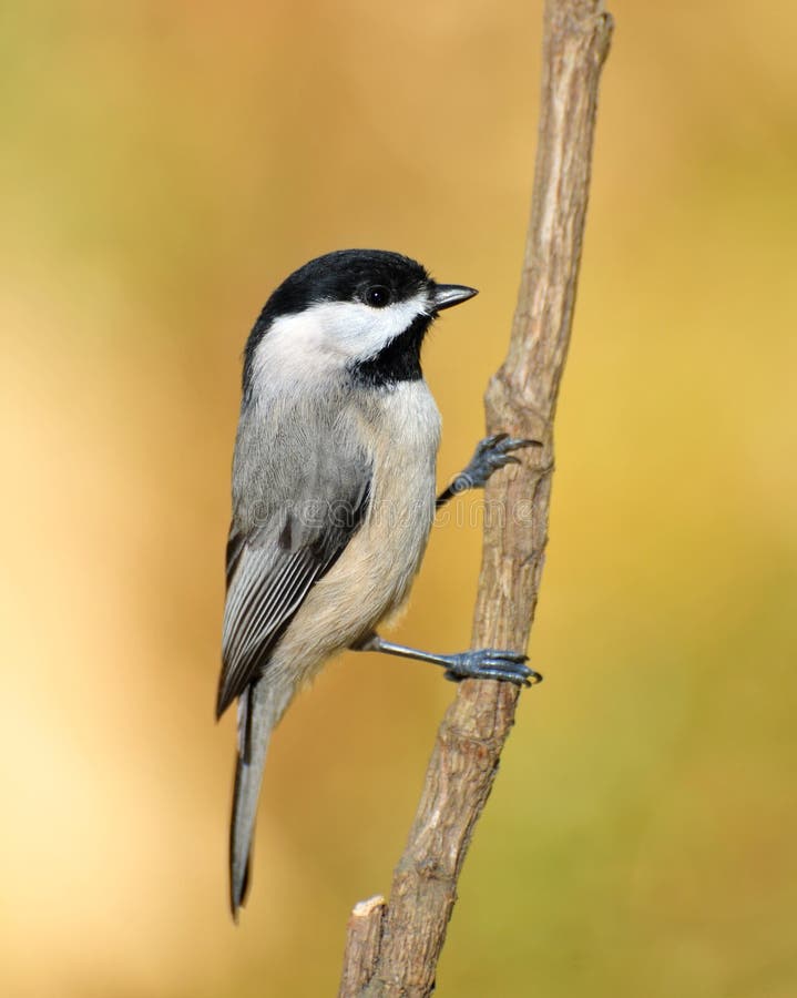 Carolina Chickadee stock image. Image of white, chickadee - 28090987
