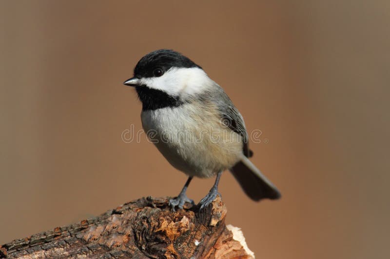 Carolina Chickadee on a Branch Stock Photo - Image of avian, feathers ...