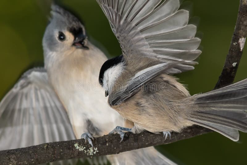 Carolina Chickadee Confronting a Startled Tufted Titmouse Stock Image ...