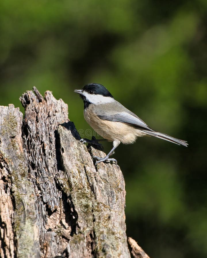 Carolina Chickadee. Dover, Tennessee Stock Image - Image of nature ...