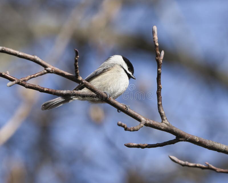 Carolina Chickadee Perched on a Tree Branch Stock Image - Image of ...