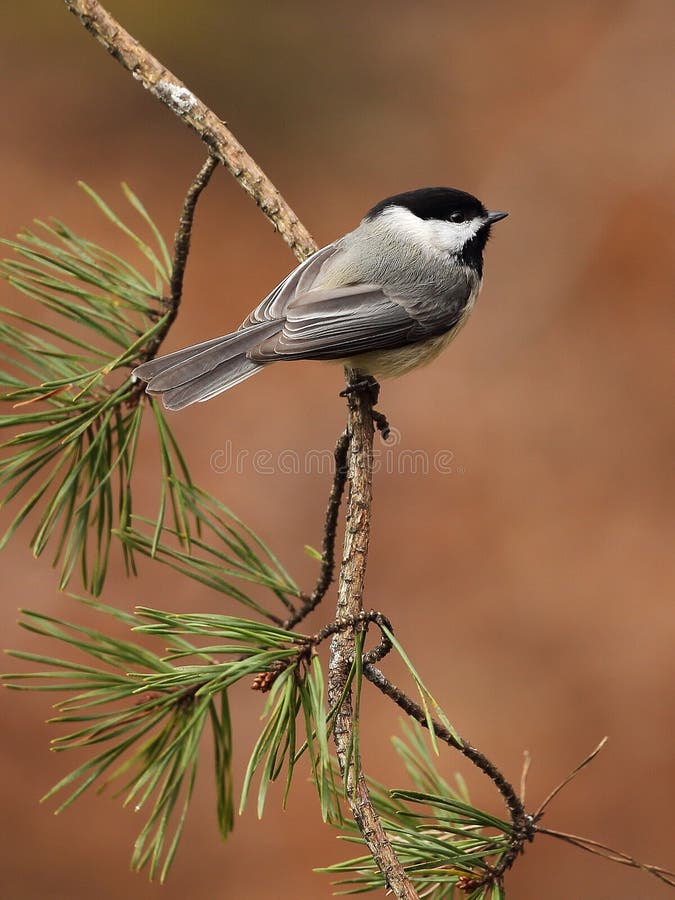 Carolina Chickadee stock photo. Image of evergreen, cone - 42625454