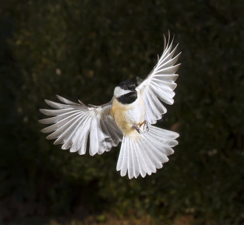 Chickadee In Flight