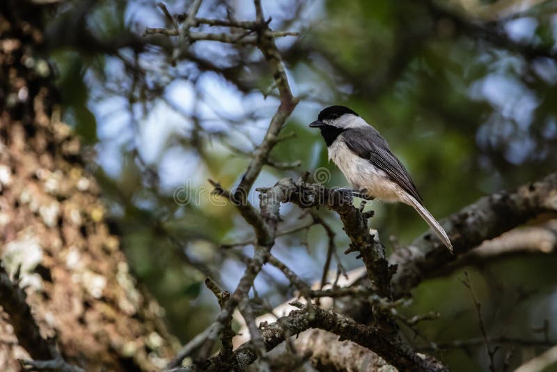 Carolina Chickadee Resting on an Oak Branch Stock Image - Image of bird ...