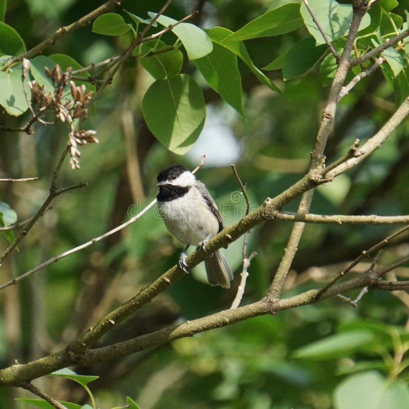 Chickadee Sitting on a Branch Stock Photo - Image of bird, birding ...