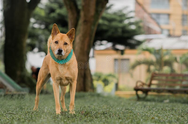 Carolina Dog Walking Around in a Dog Park Stock Photo - Image of canine ...