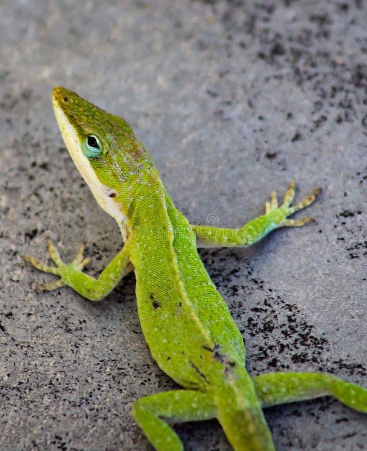 Carolina Green Anole Gecko Lizard Imagen de archivo - Imagen de geco ...