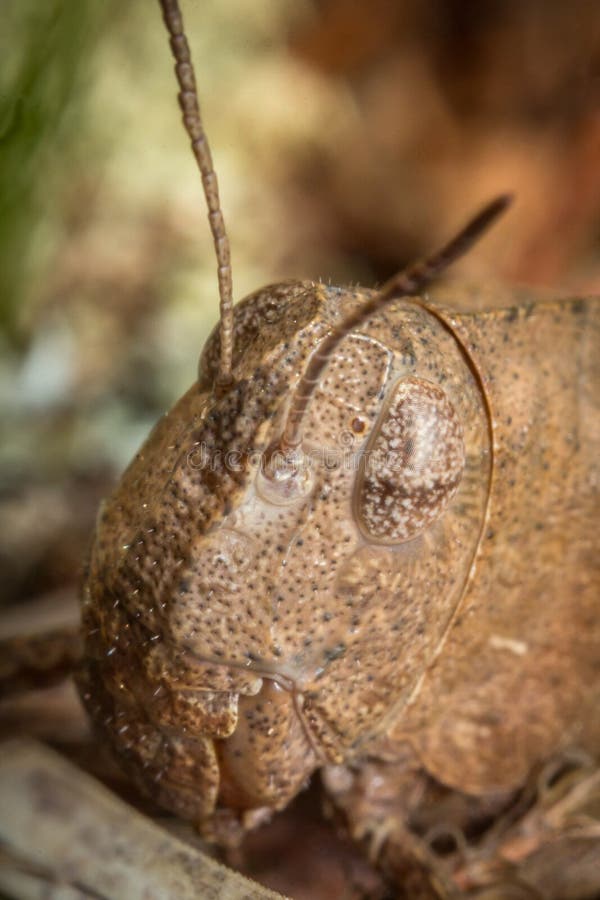 Carolina Locust Grasshopper Foto de Stock - Imagem de agricultura ...