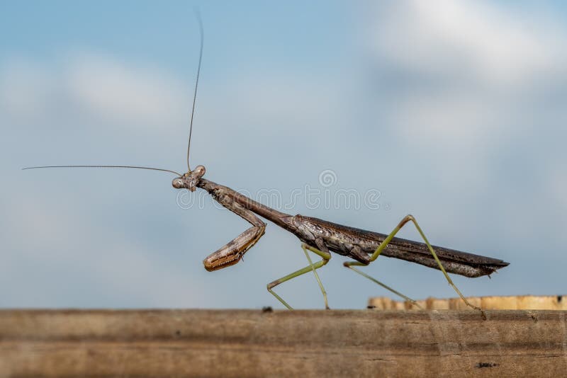 A Carolina Mantis (Stagmomantis Carolina) Stares Back at the Viewer ...