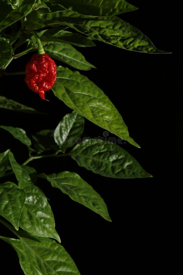 Carolina Reaper Chili Pepper Stock Photo - Image of hottest, pointed ...