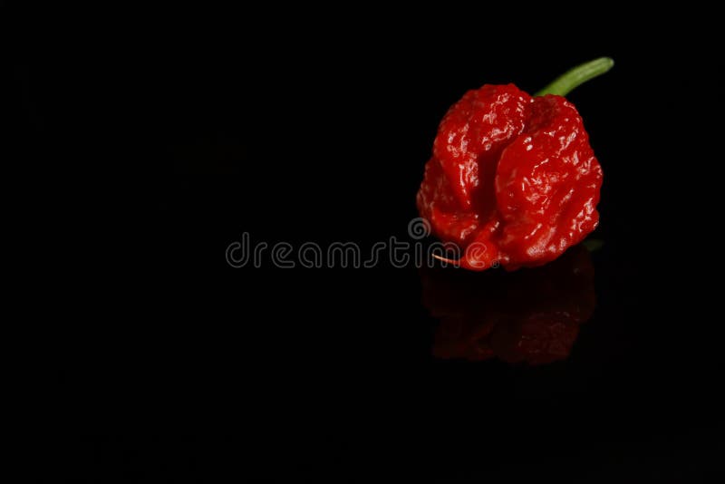 Carolina Reaper Chili Pepper Stock Photo - Image of single, hottest ...