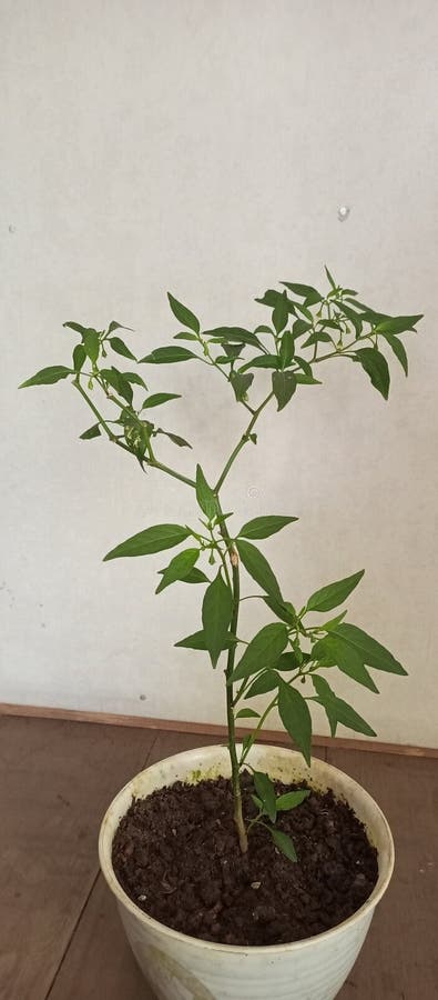 Carolina Reaper Chili Tree? Stock Photo - Image of green, carolina ...