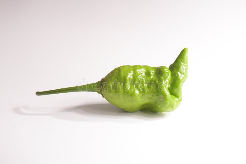 Carolina reaper stock photo. Image of heat, chili, freshness - 266947056