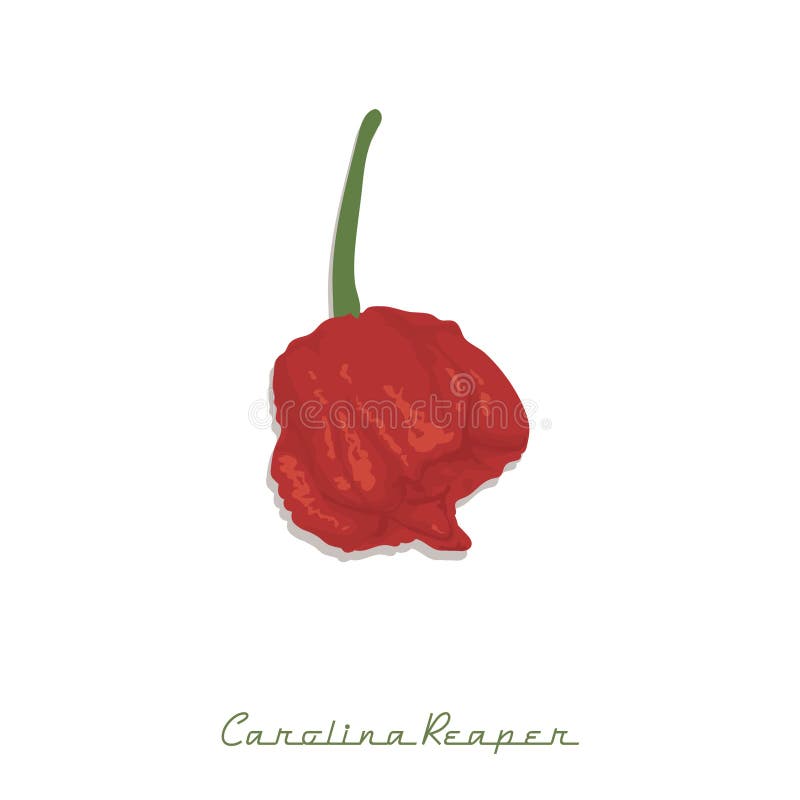 Carolina Reaper Pepper. Vector Illustration Decorative Design Stock ...