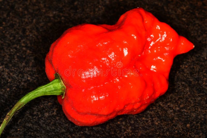 Carolina Reaper, World S Hottest Chili Pepper 2021 Stock Photo - Image ...