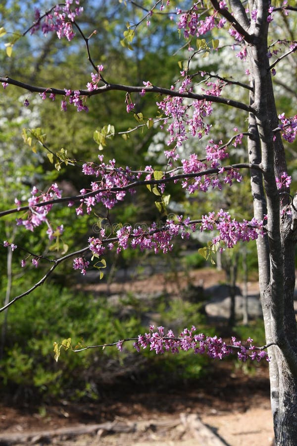 Carolina Red Bud Blooming Closeup Stock Photo - Image of grass, natural ...