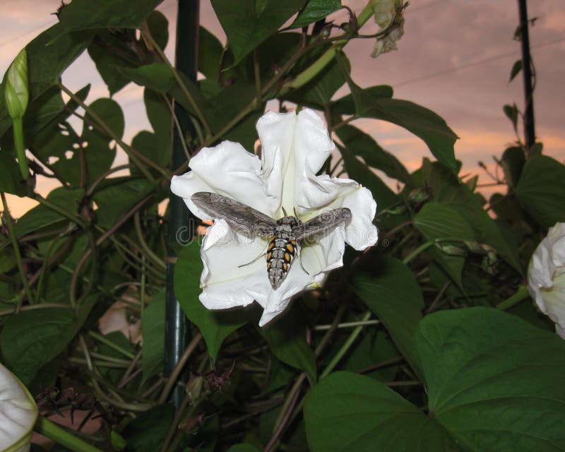 Carolina Sphinx Moth En Moonflower En La Oscuridad Imagen de archivo ...