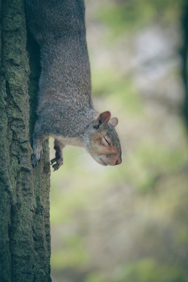 Carolina Squirrel (Sciurus Carolinensis) Resting on a Tree in a Forest ...