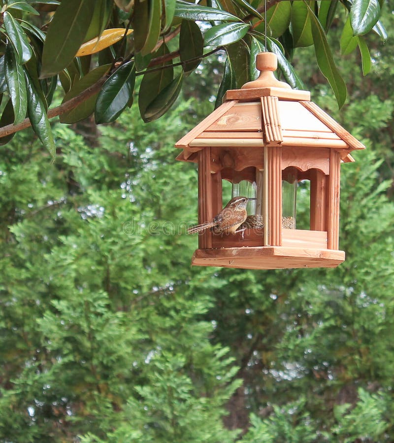 Carolina Wren on feeder stock image. Image of wrens, wildlife - 13546981