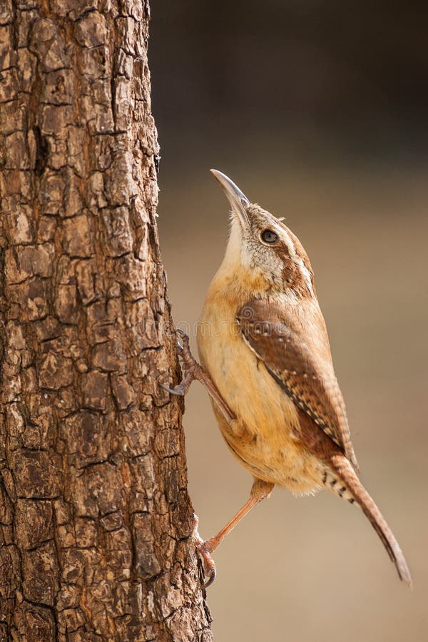 Carolina Wren stock photo. Image of food, carolina, brid - 40949536