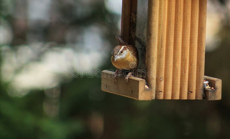 Carolina Wren -Feeder stock image. Image of plumage, wren - 71015045