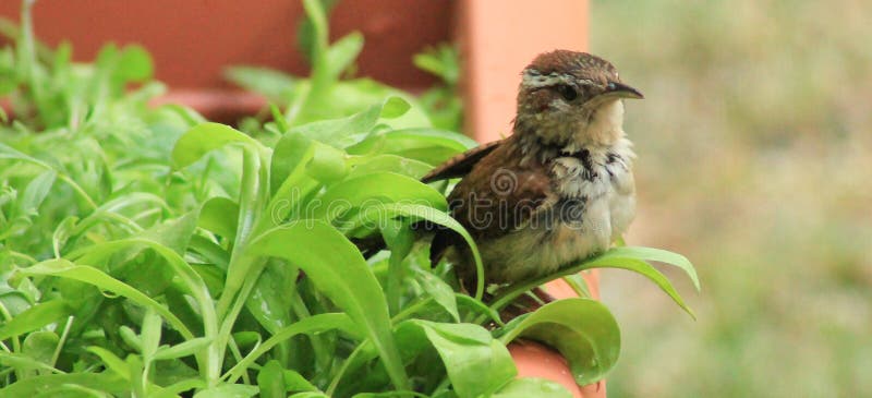 Carolina Wren-beak open stock image. Image of fall, open - 48796847