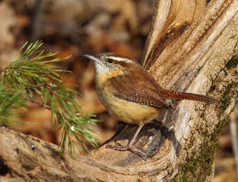 Carolina Wren stock photo. Image of feathers, plumage - 49619034