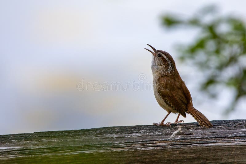 Carolina Wren Perched on a Log Stock Photo - Image of sing, natural ...