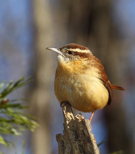 Carolina Wren stock photo. Image of birding, perched - 49618756
