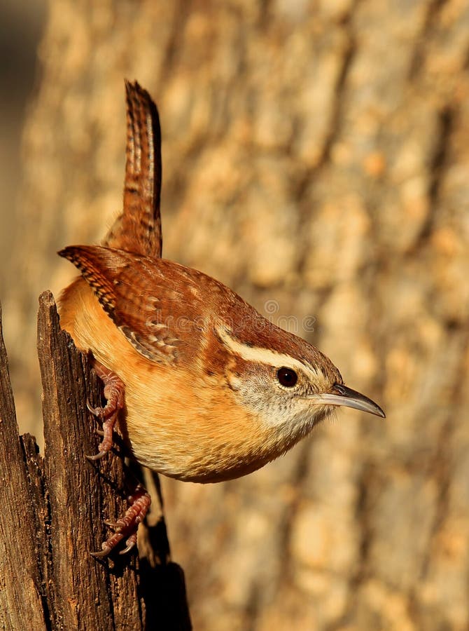 Carolina wren stock image. Image of songbird, animal - 65487663