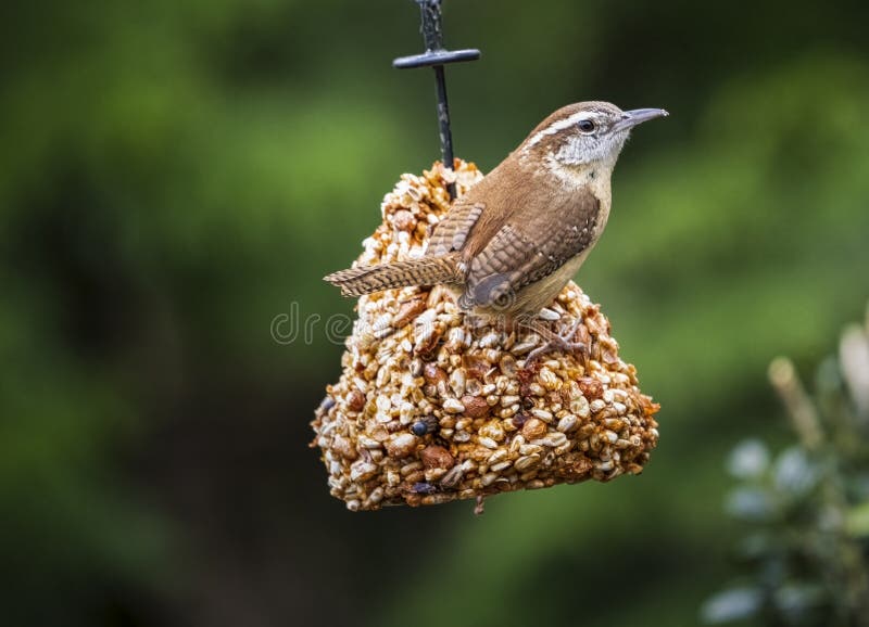 Carolina Wren on Seed Bell stock photo. Image of carolina - 243877582