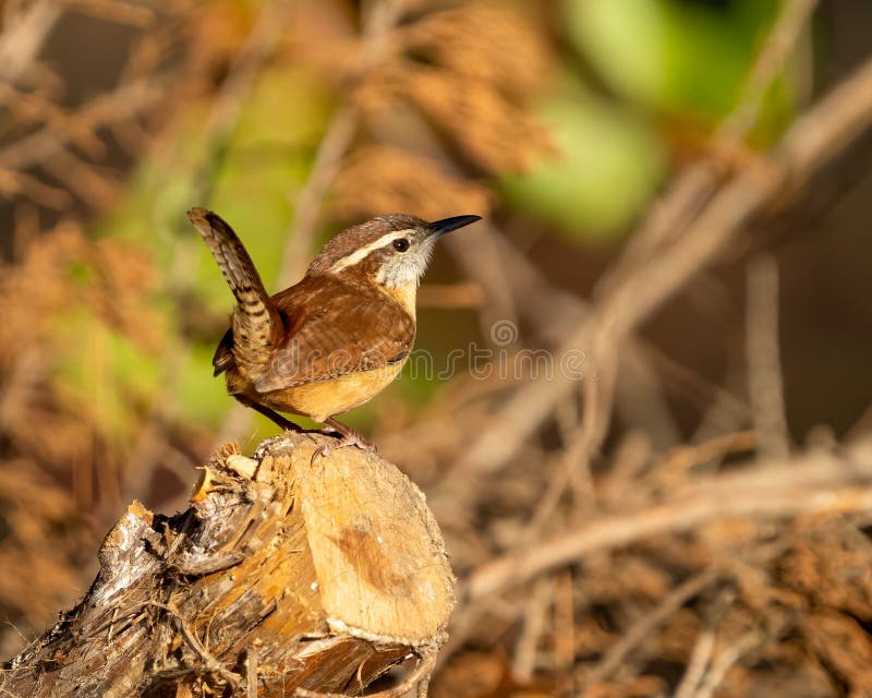 Carolina Wren (Thryothorus Ludovicianus) on a Cut Tree Stock Image ...
