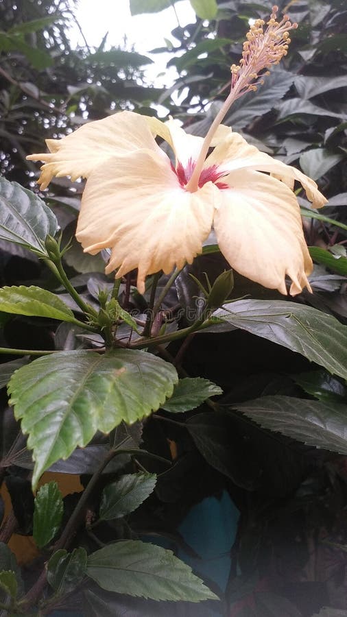 Carolus Linnaeus flower stock photo. Image of tree, shrub - 240051160