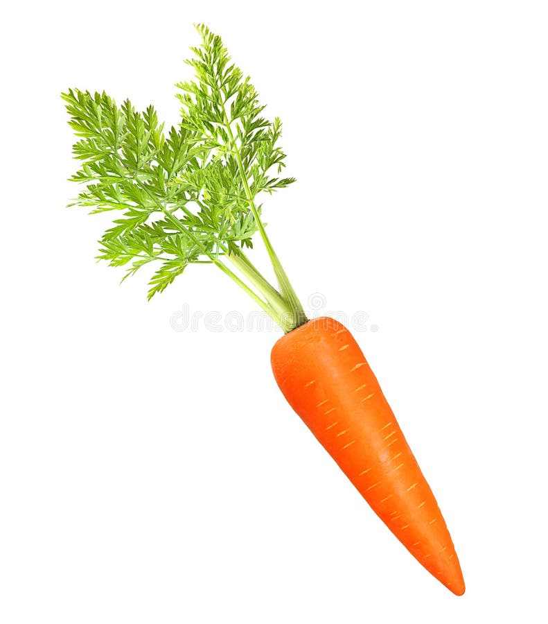 Carota isolata immagine stock. Immagine di bianco, arancione - 32901093