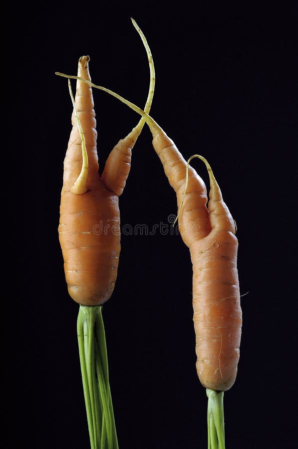 Carote immagine stock. Immagine di alimento, vitamine, organico - 340241