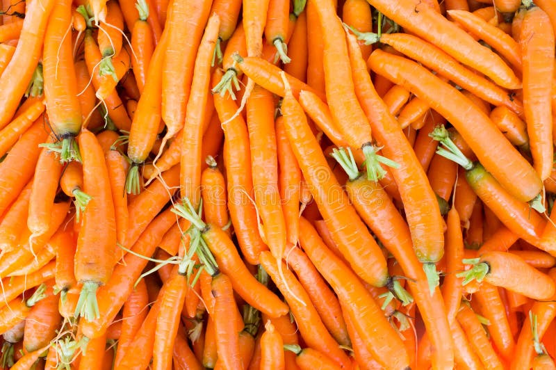 Carote fotografia stock. Immagine di verdura, fresco - 34414358