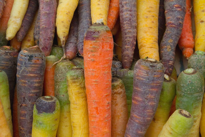 Carote colorate immagine stock. Immagine di verdure, radice - 62354259