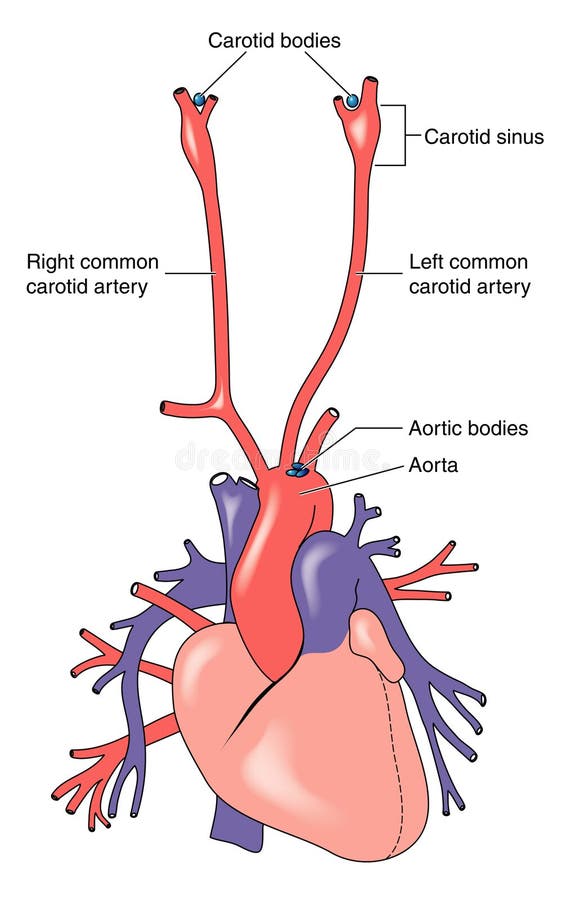 Carotid and aortic bodies stock vector. Illustration of cardiac - 12493644