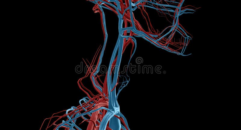 The Carotid Sheath Contains the Common and Internal Carotid Arteries ... The Carotid Sheath Contains the Common and Internal Carotid Arteries ...