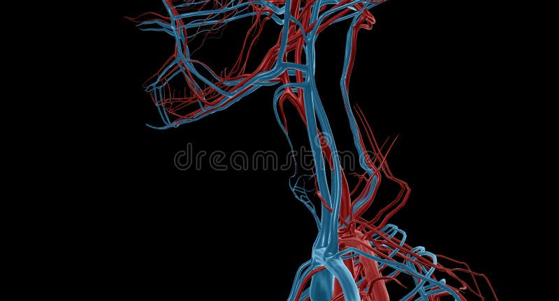 The Carotid Sheath Contains the Common and Internal Carotid Arteries ... The Carotid Sheath Contains the Common and Internal Carotid Arteries ...