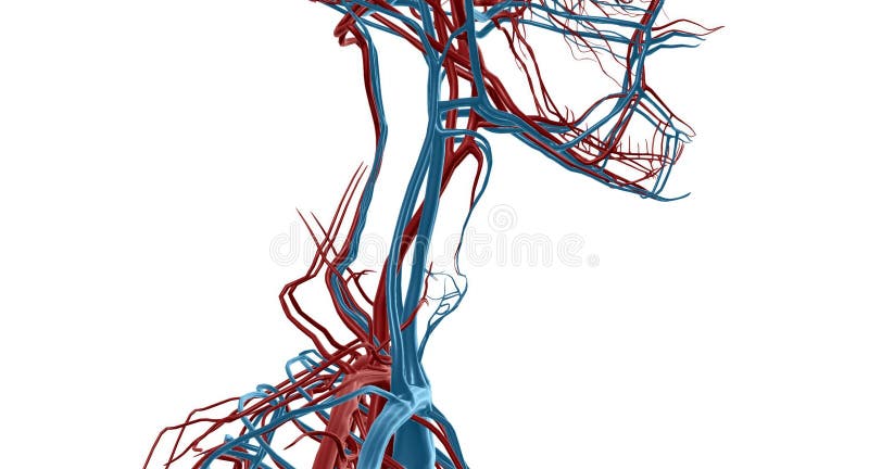The Carotid Sheath Contains the Common and Internal Carotid Arteries ... The Carotid Sheath Contains the Common and Internal Carotid Arteries ...
