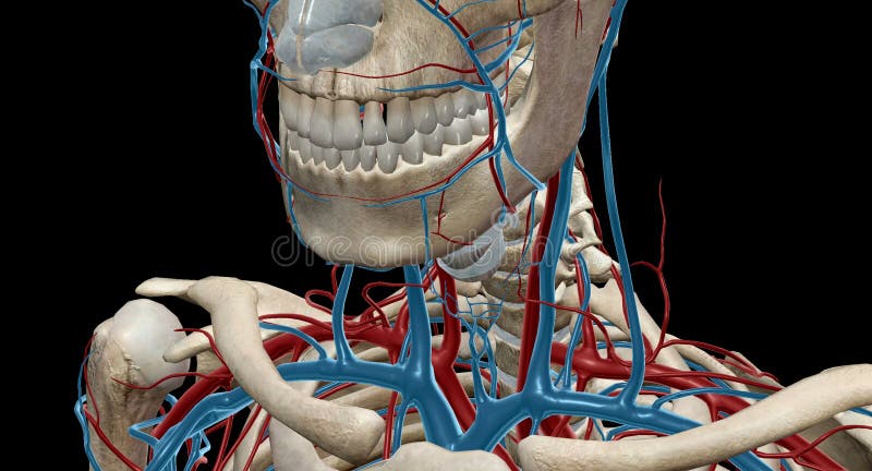 The Carotid Sheath Contains the Common and Internal Carotid Arteries ... The Carotid Sheath Contains the Common and Internal Carotid Arteries ...
