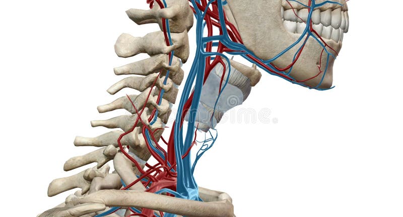 The Carotid Sheath Contains the Common and Internal Carotid Arteries ... The Carotid Sheath Contains the Common and Internal Carotid Arteries ...