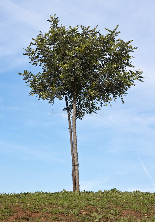 Caroubier Ou Siliqua De Ceratonia Fleurissant L'arbre à Feuilles ...