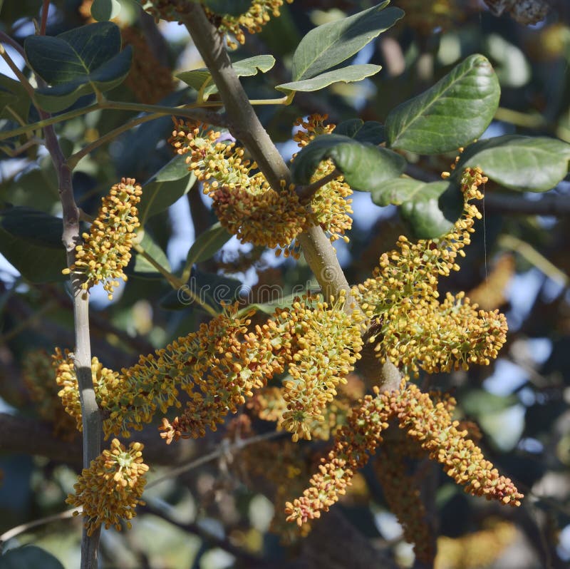 70 Fleurs De Caroubier Photos libres de droits et gratuites de Dreamstime